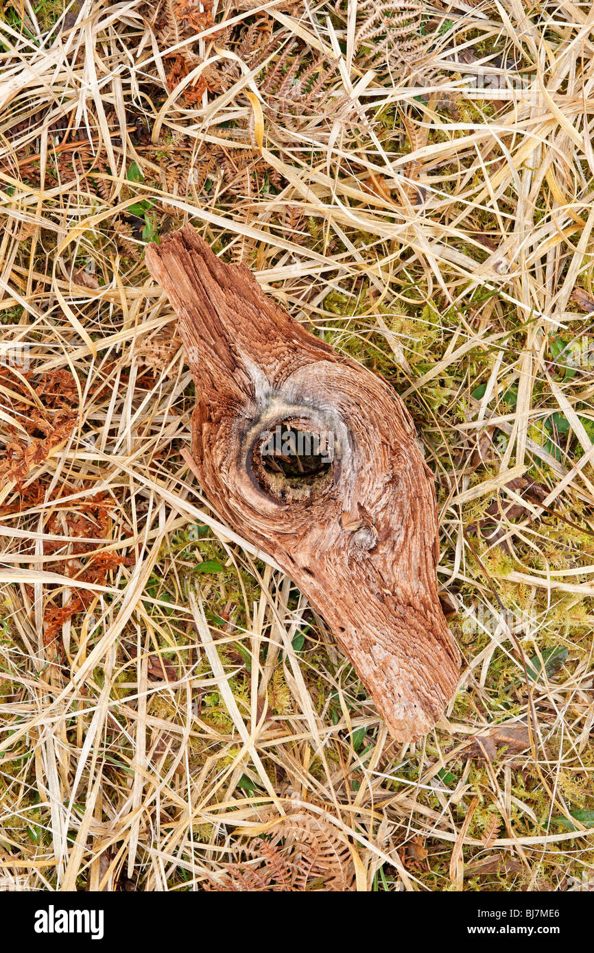 Rotting tree branch knott lying on grass Stock Photo - Alamy
