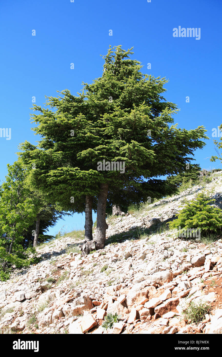 Chouf Cedar Reserve, Lebanon, Middle East Stock Photo - Alamy