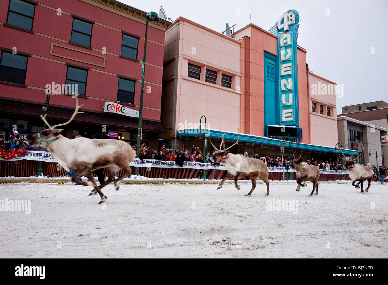 Anchorage's Running of the Reindeer, Fur Rondezvous (Fur Rondy) 2010. A ...