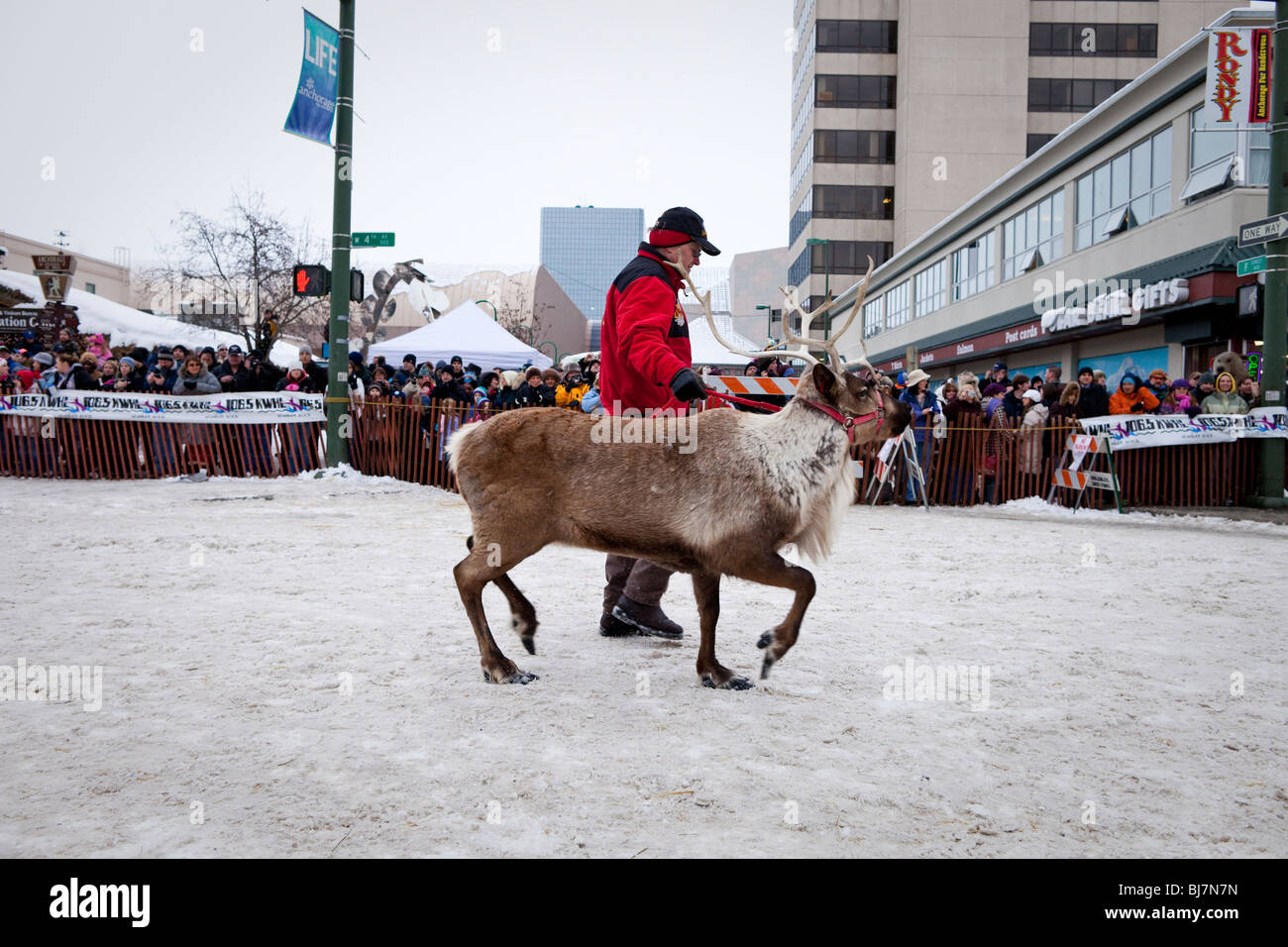 Anchorage's Running of the Reindeer, Fur Rondezvous (Fur Rondy) 2010. A ...
