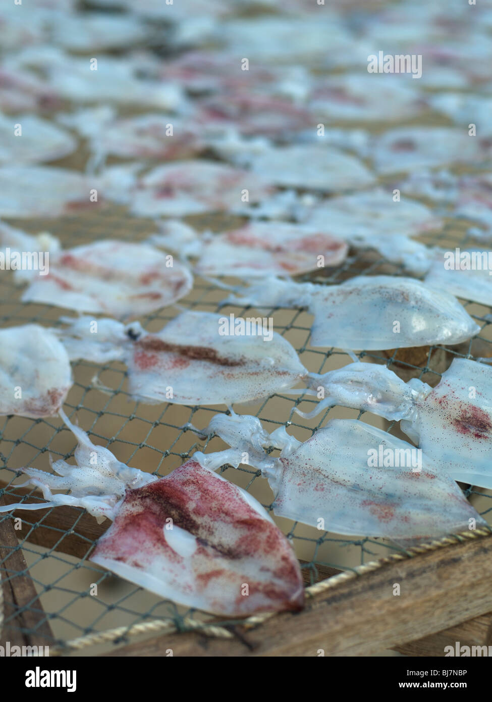 Large squid drying in the sun in Thailand Stock Photo - Alamy