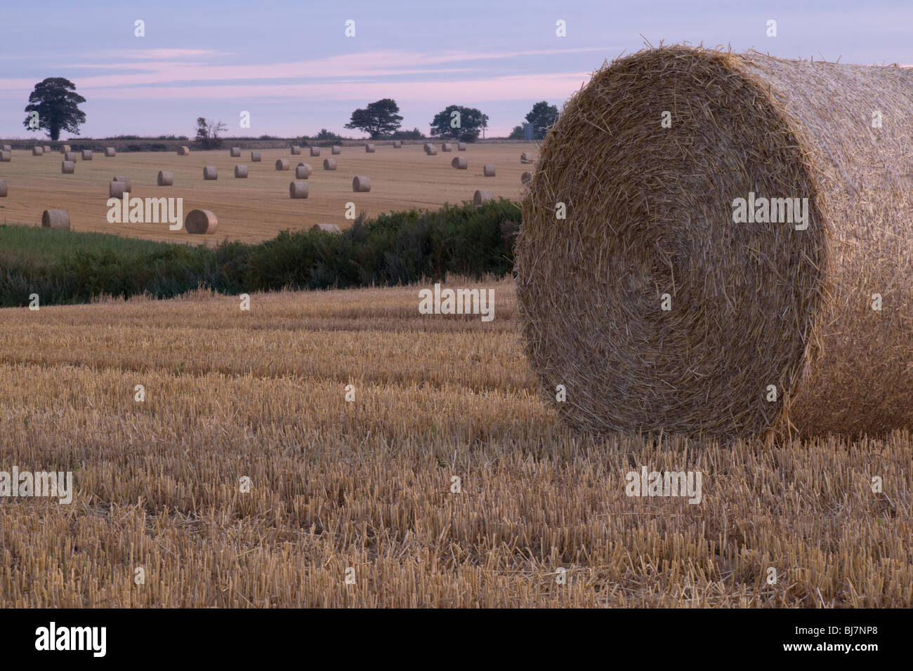 Straw bales in a Suffolk field Stock Photo - Alamy