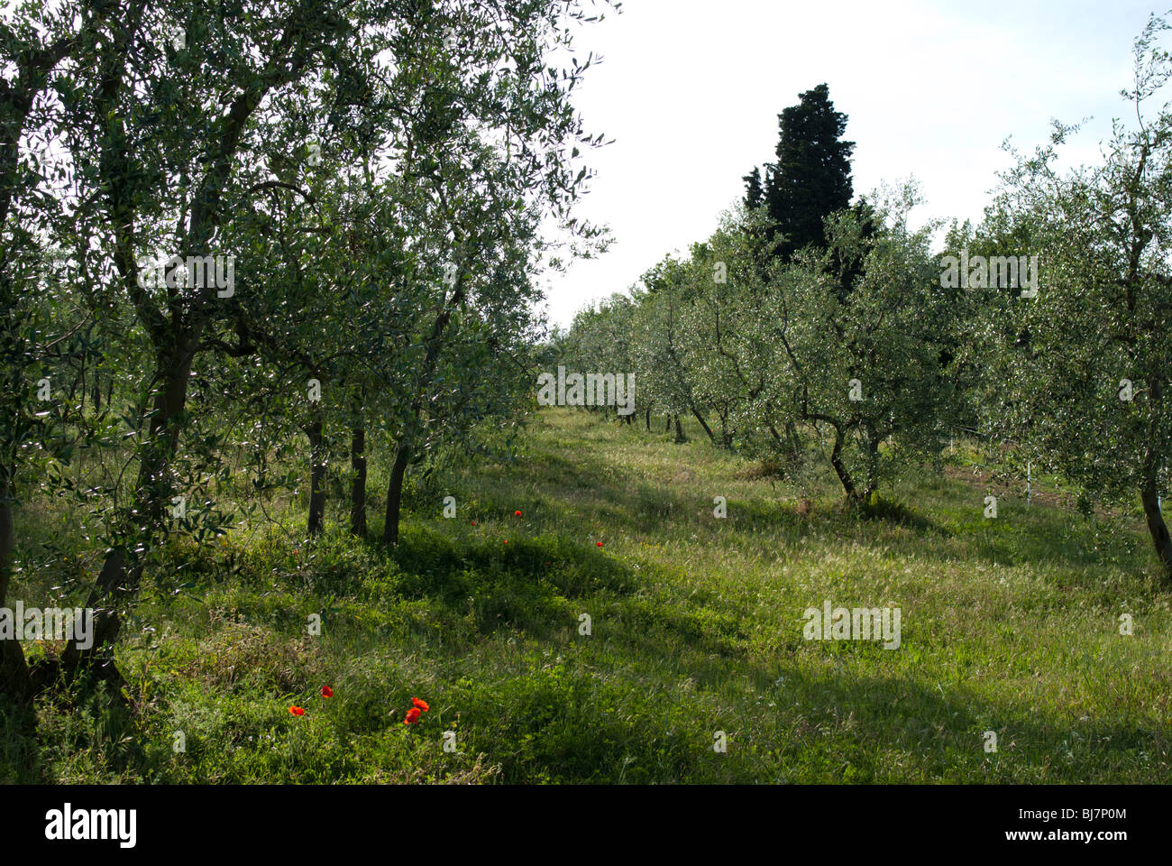 An Italian Olive grove Stock Photo - Alamy