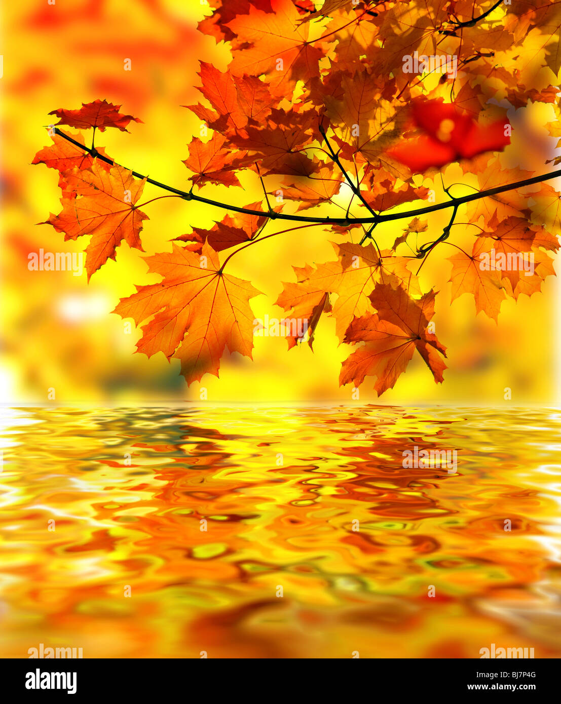 Can You Over Water A Red Maple Tree at Xavier Vara blog