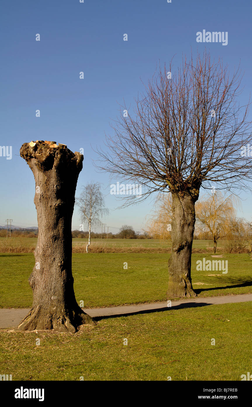 Pollarded Lime Tree High Resolution Stock Photography and Images - Alamy