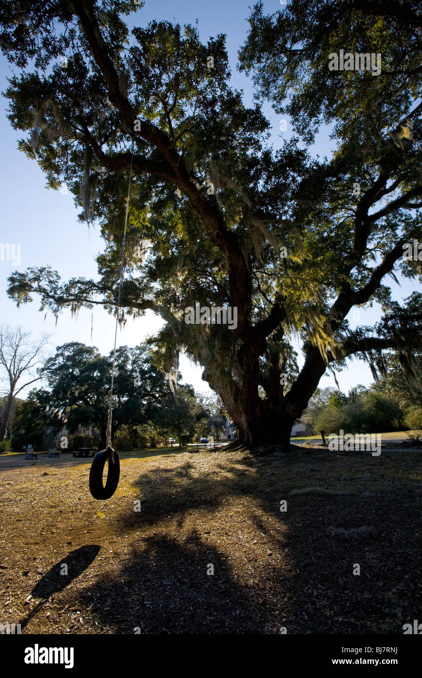 Southern Live Oak In Arizona