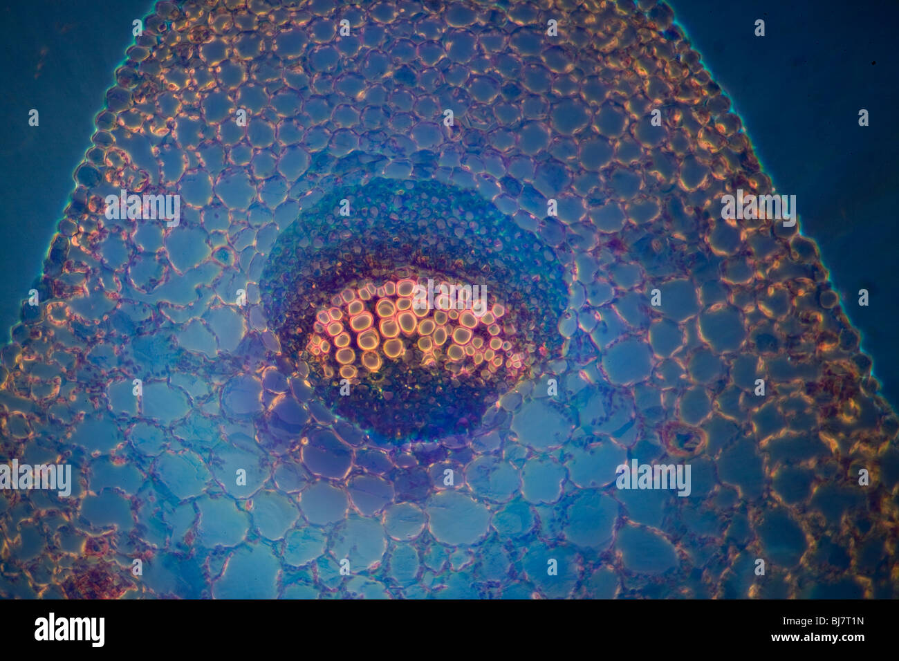 Plantago lanceolata microscope hi-res stock photography and images - Alamy