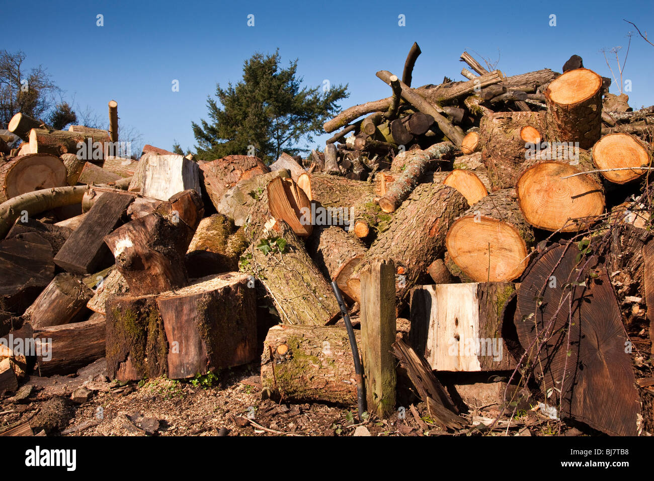 A pile of logs for firewood Stock Photo - Alamy