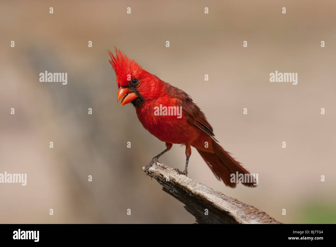Cardinal High Resolution Stock Photography and Images - Alamy