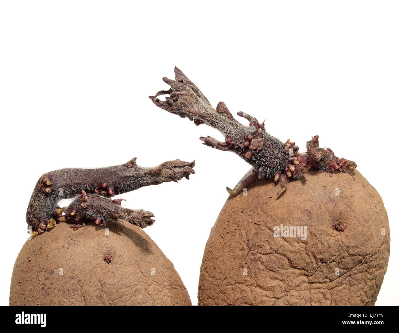 Potato tuber scottish variety hi-res stock photography and images - Alamy