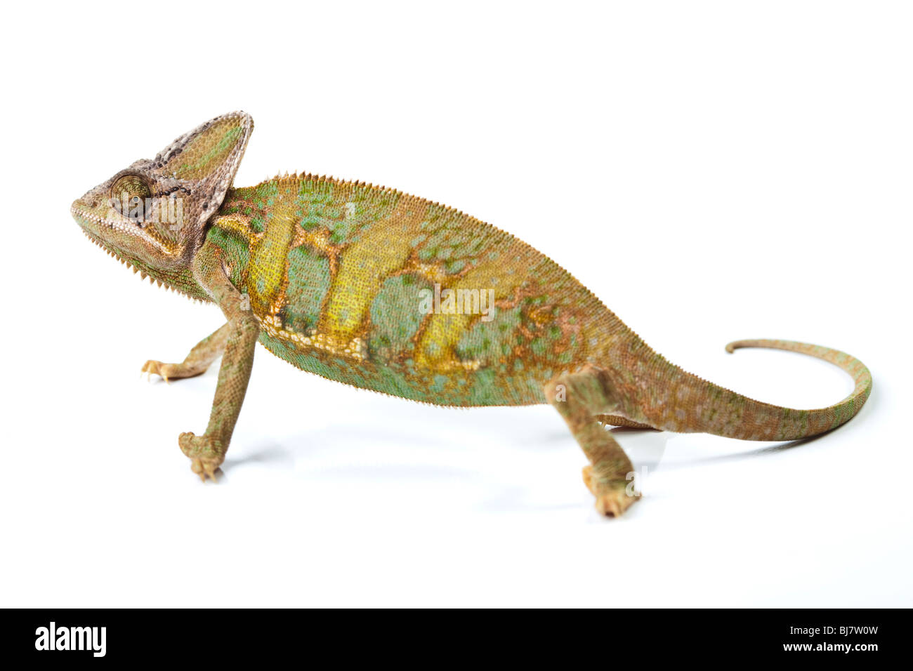 Colorful Chameleon White Background
