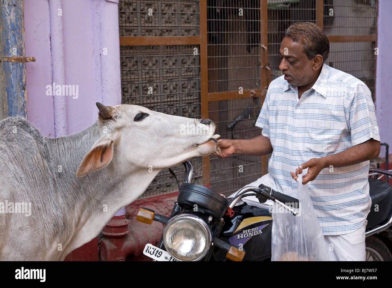 Man feeding a cow hi-res stock photography and images - Alamy