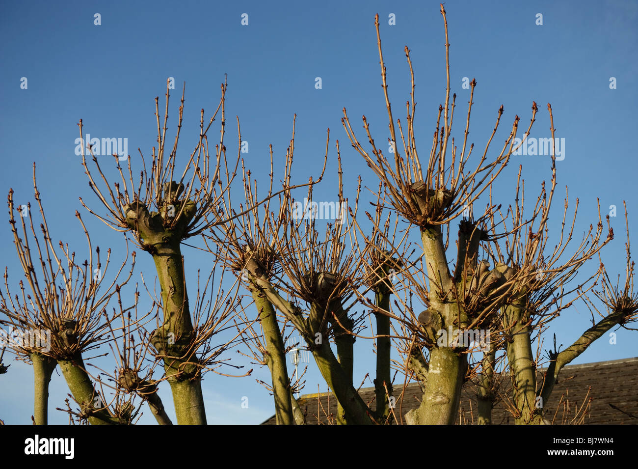 pollarded trees Stock Photo - Alamy