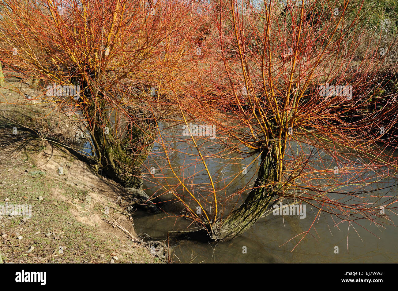 Pollarded Willow Trees Stock Photo - Alamy