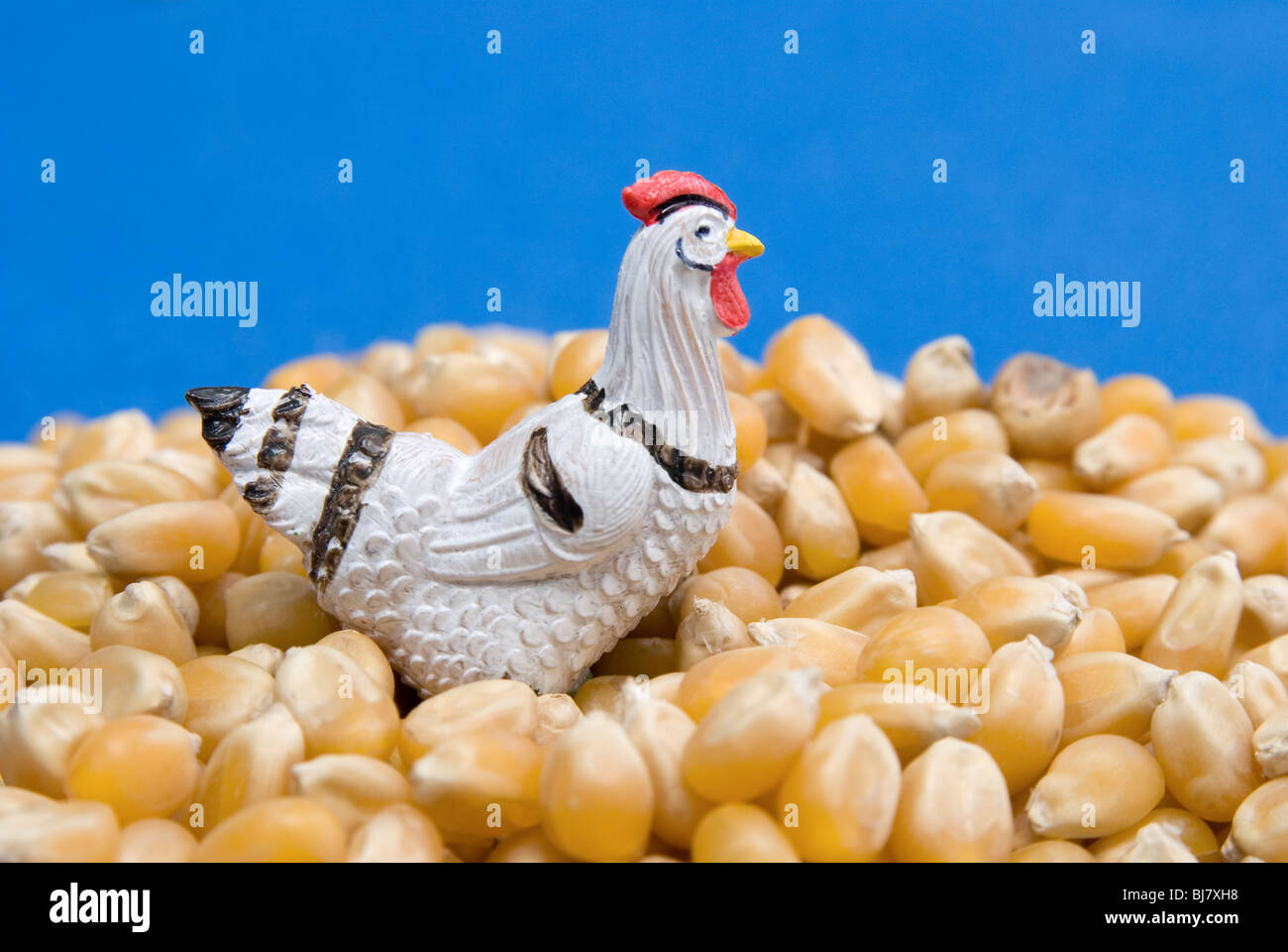 chicken and maize Stock Photo - Alamy