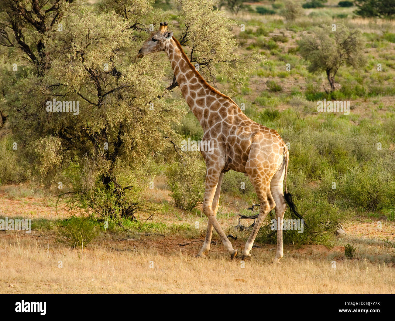 Giraffe wildlife africa hi-res stock photography and images - Alamy