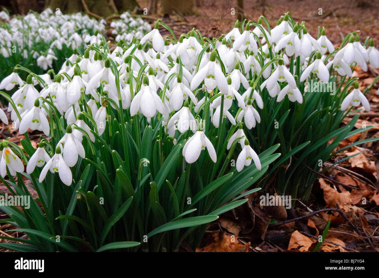 Snowdrops in woodland. (Galanthus Stock Photo - Alamy