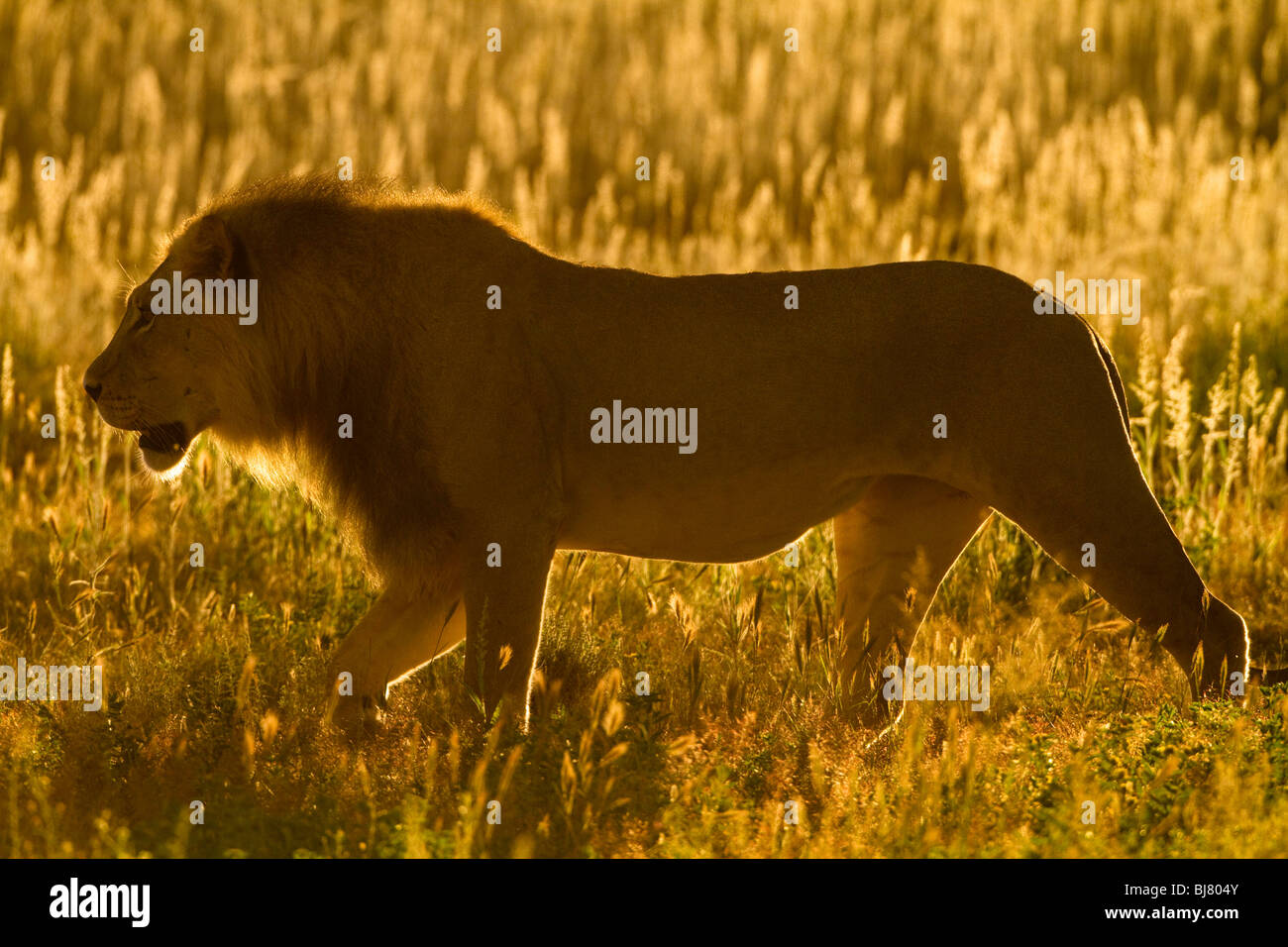 Lion sunrise hi-res stock photography and images - Alamy