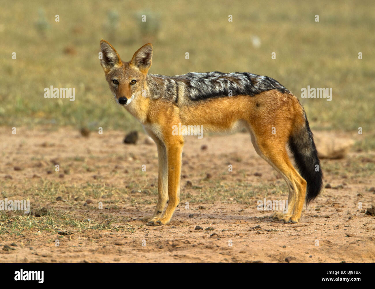 The Jackal High Resolution Stock Photography and Images - Alamy