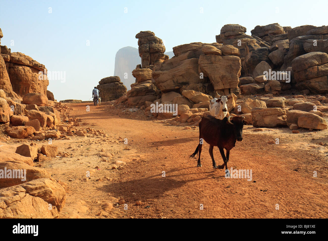 Africa Cattle Cows Farming Hombori Livestock Mali Stock Photo - Alamy