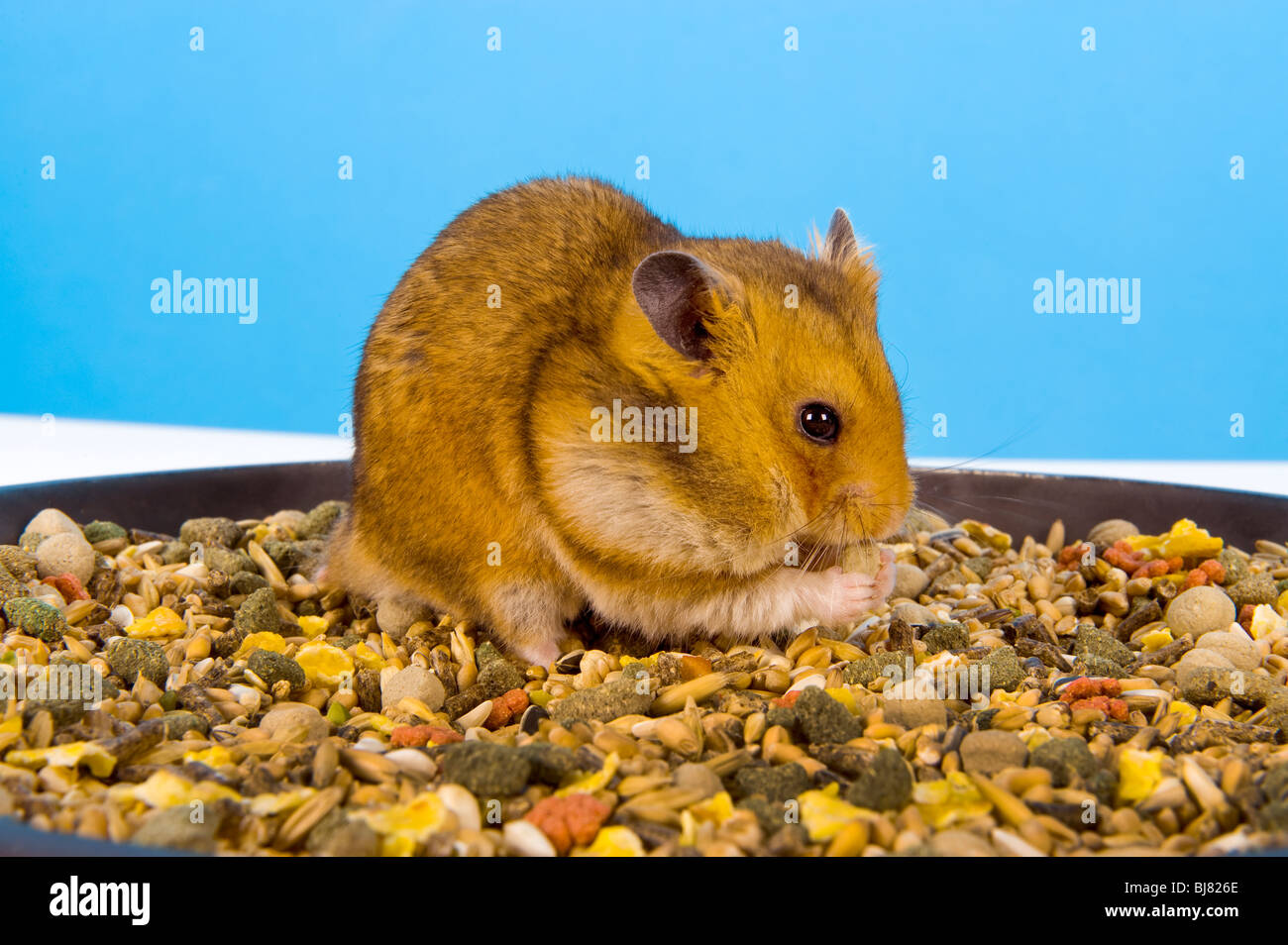 Hamster sitting in FOOD corn bowl brown Hamster blue background ...
