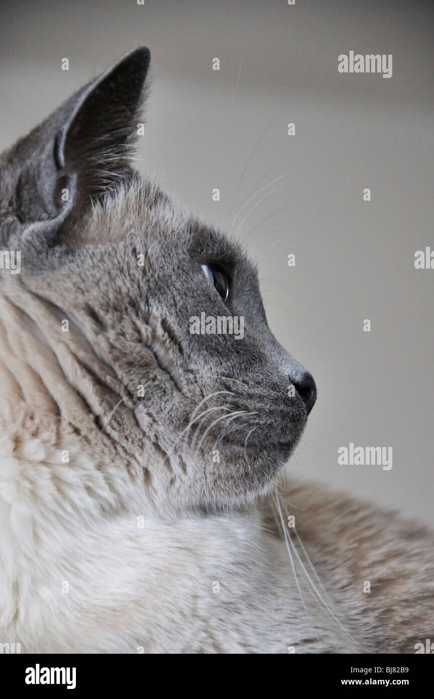 Siamese Blue Point Cat Stock Photo - Alamy