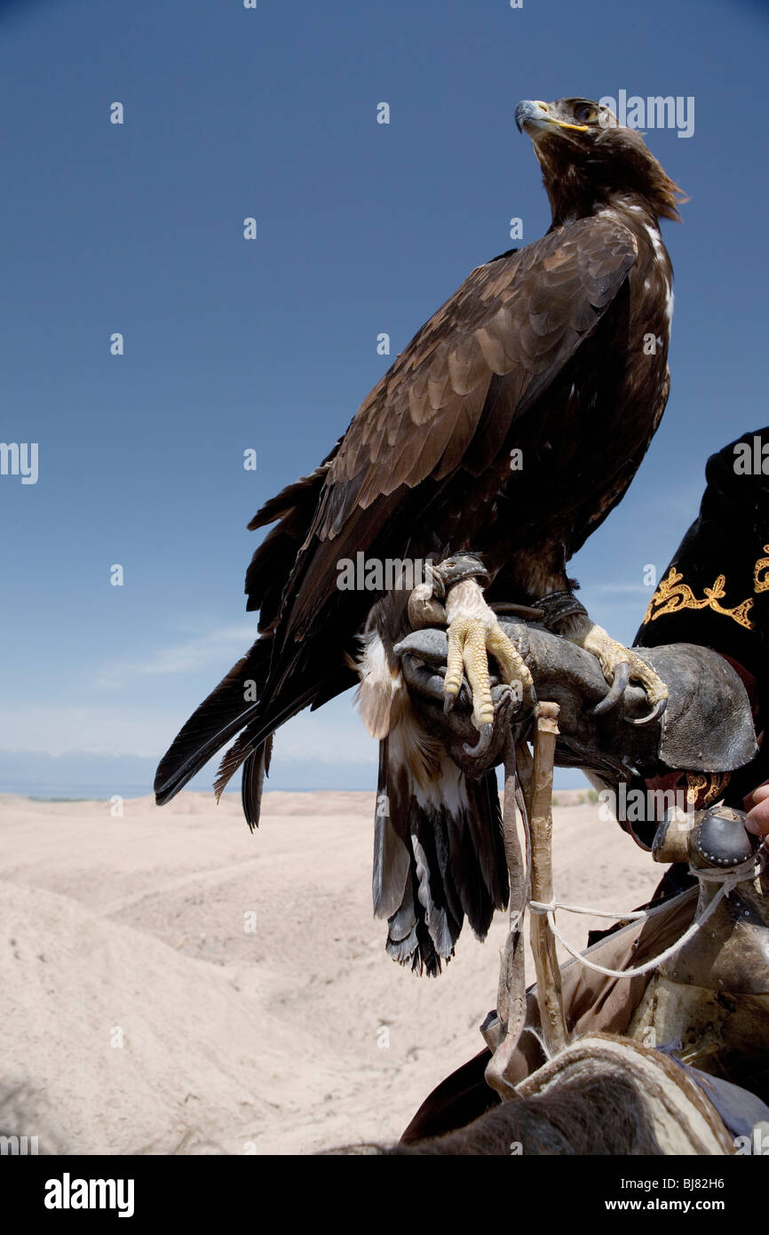 Tradition of training Golden eagles as hunting birds is still alive in countryside of Kyrgyzstan ...