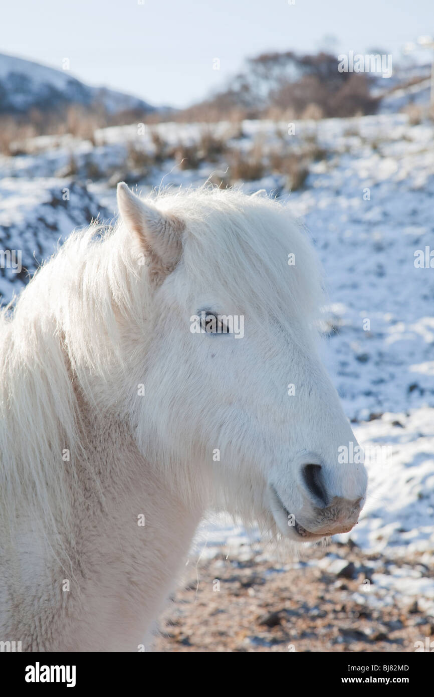 Eriskay pony, close up head shot Stock Photo - Alamy