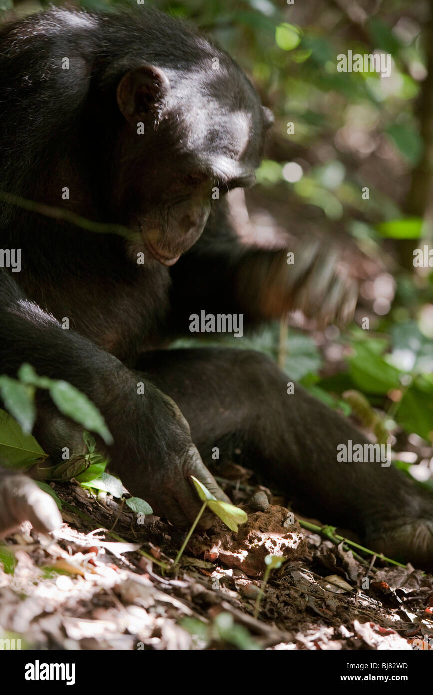 Male chimpanzee tools hi-res stock photography and images - Alamy