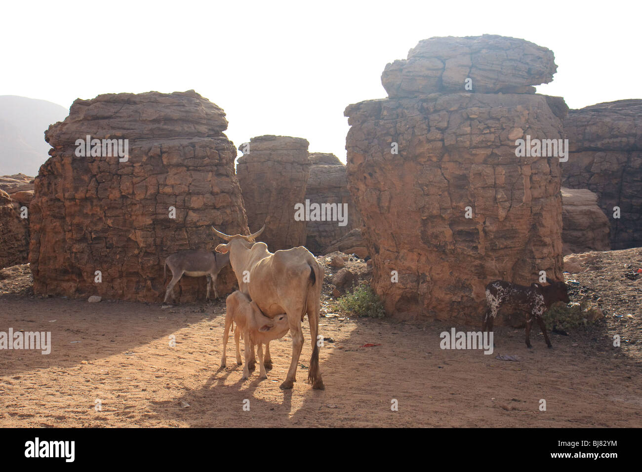 Africa Cattle Cows Farming Hombori Livestock Mali Stock Photo - Alamy