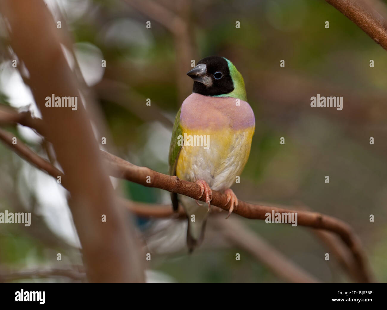 Tropical finch in forest resting on branch Stock Photo - Alamy