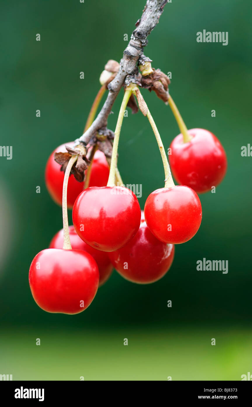 cherry - natural product - fruit Stock Photo - Alamy