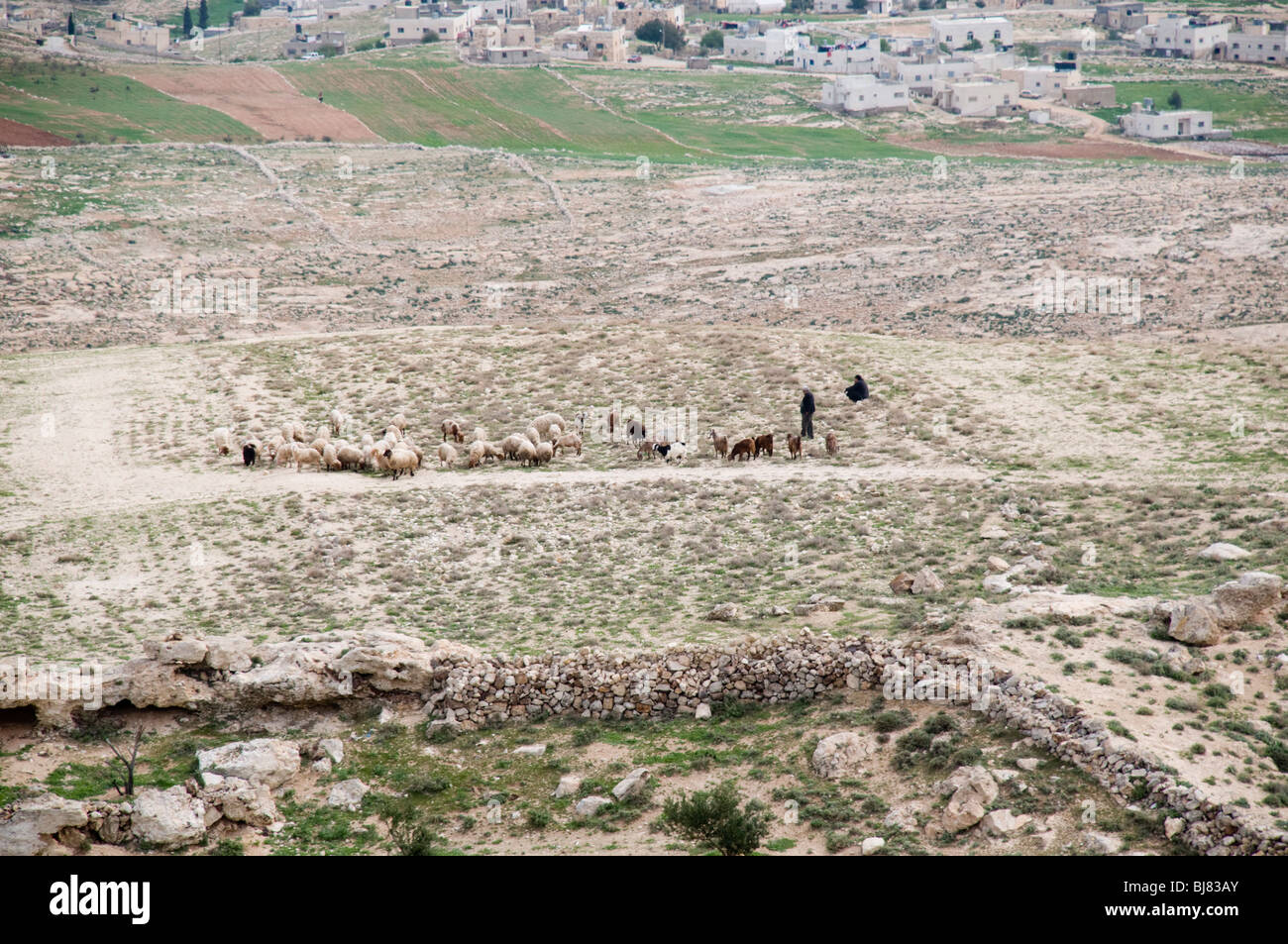 Shepherd sheep palestine hi-res stock photography and images - Alamy