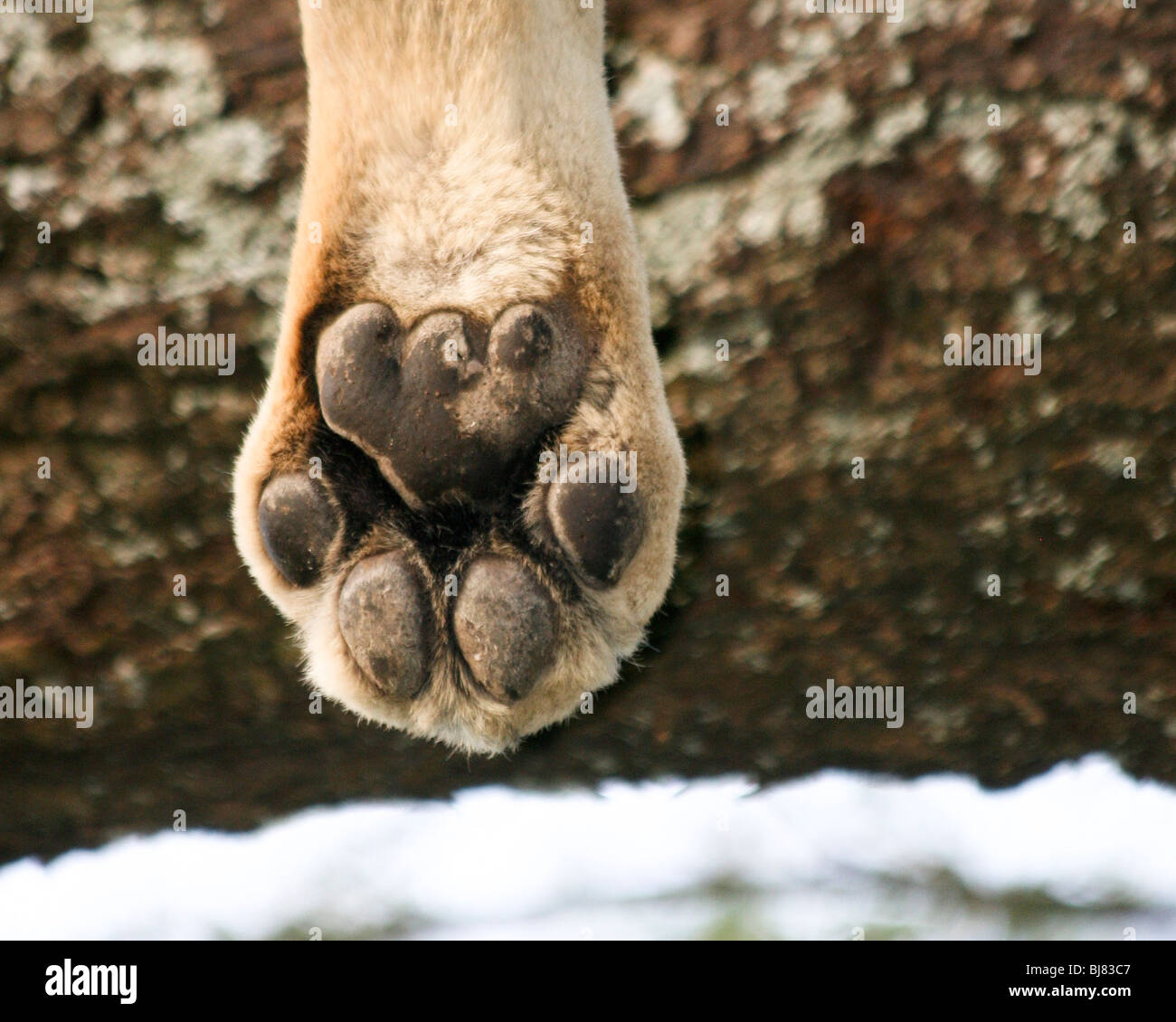 Lion paw feet hi-res stock photography and images - Alamy