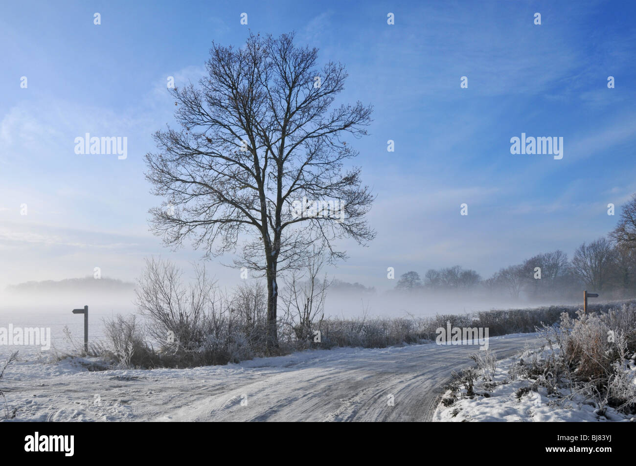 Oak tree lane hi-res stock photography and images - Alamy
