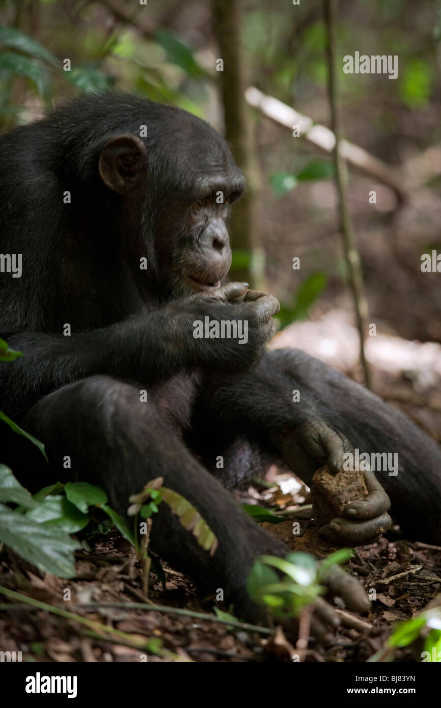 Chimpanzee tool hi-res stock photography and images - Alamy