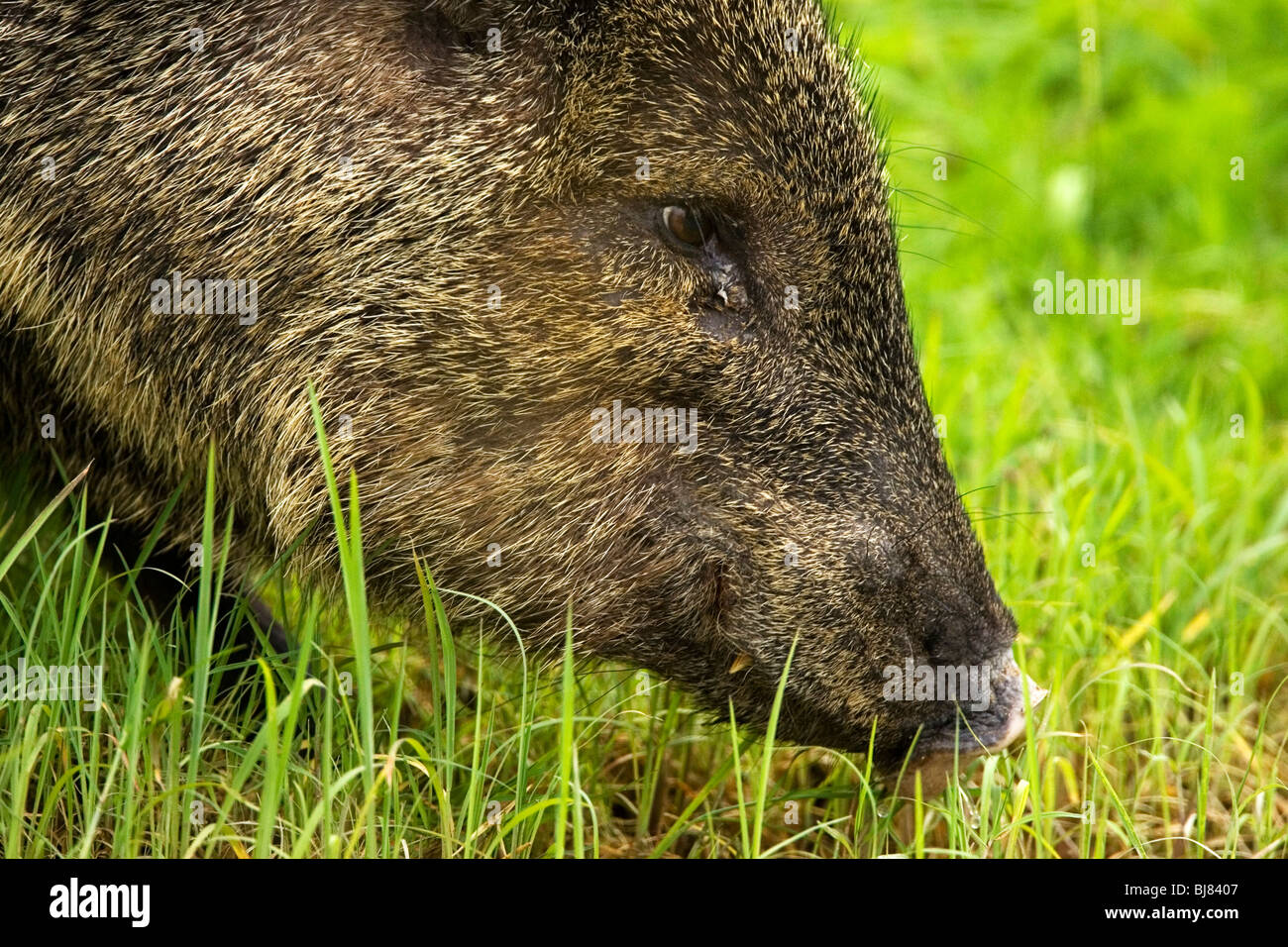 Javalina hi-res stock photography and images - Alamy