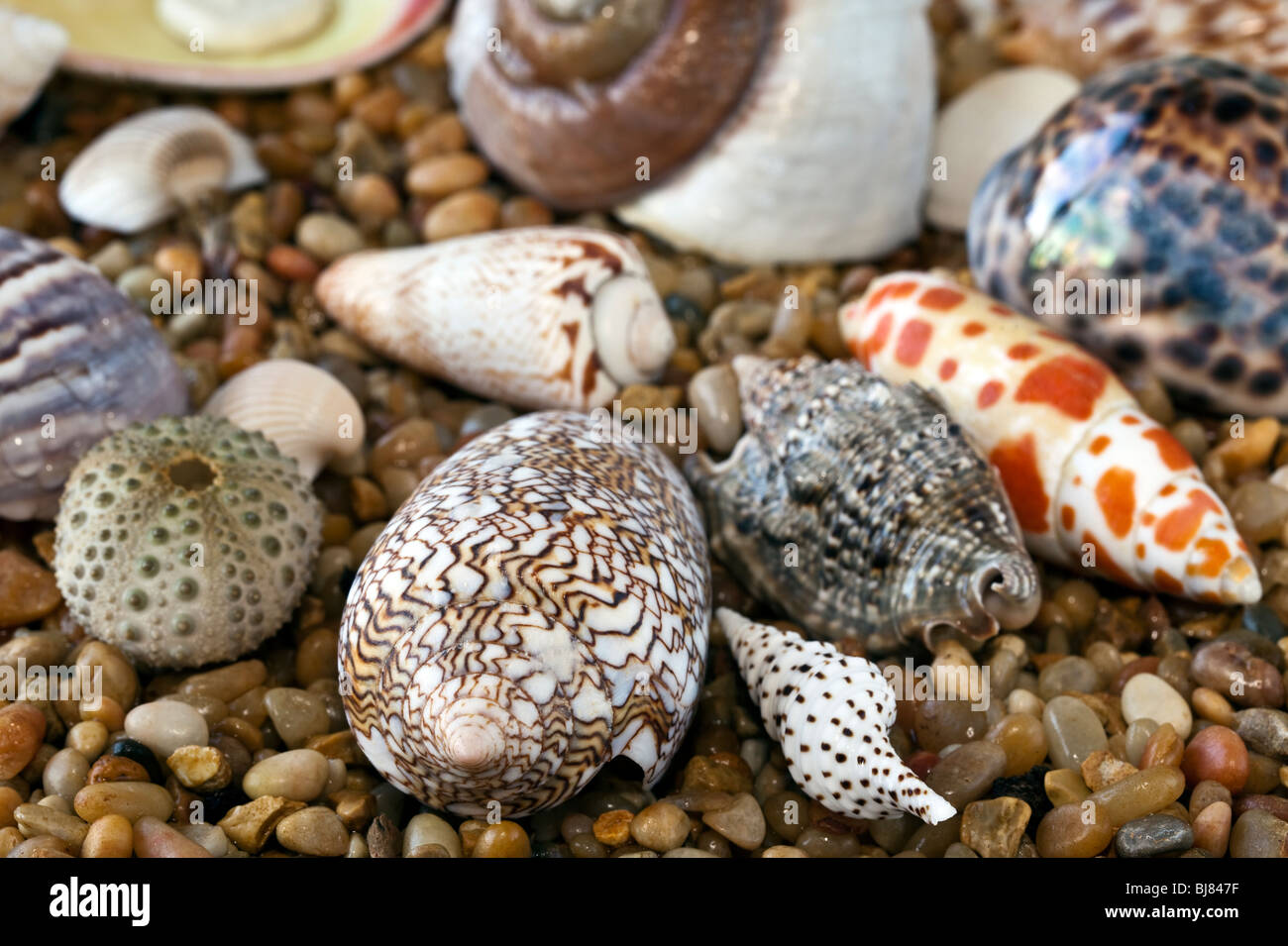 South pacific shells on pebble beach in Indonesia Stock Photo - Alamy