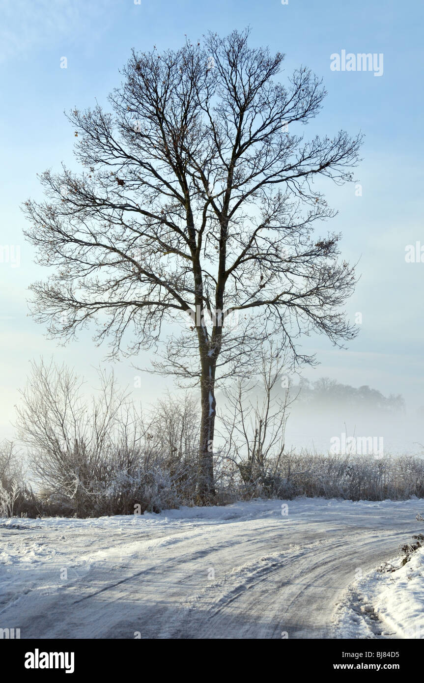 Oak tree lane hi-res stock photography and images - Alamy