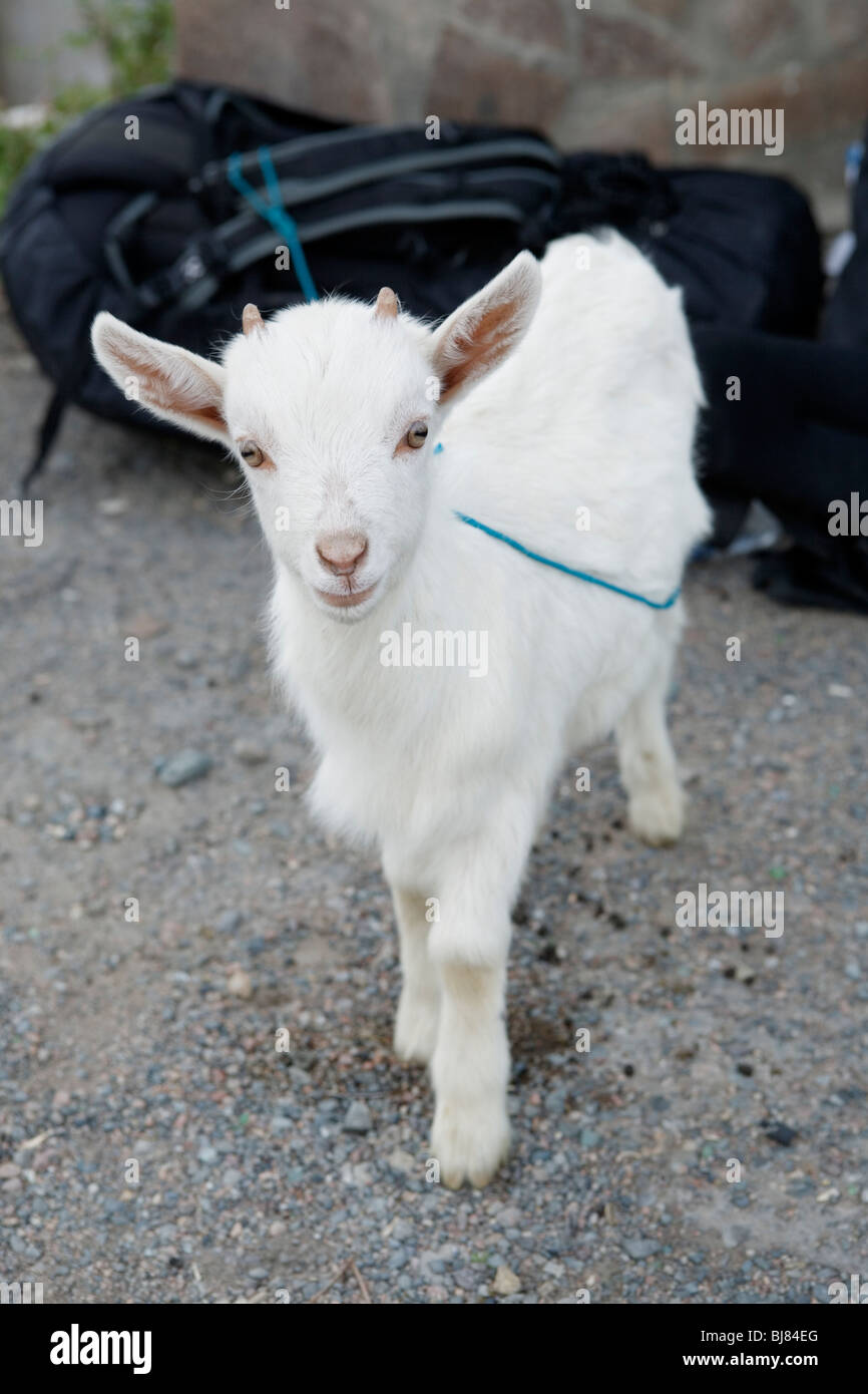 A small sheep travelling to his new home from Karakol animal market ...