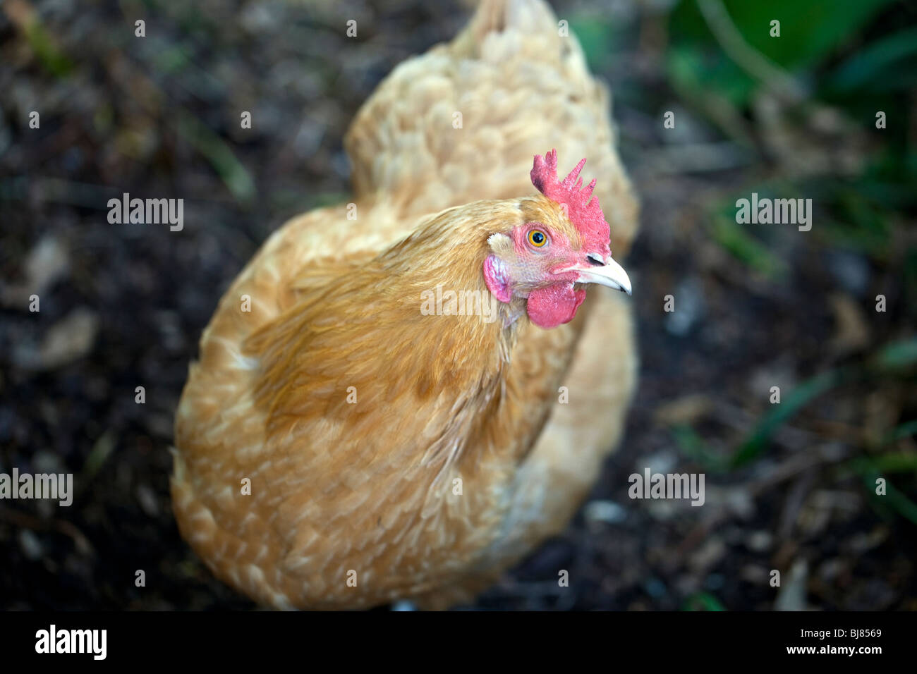 Female Chicken High Resolution Stock Photography and Images - Alamy