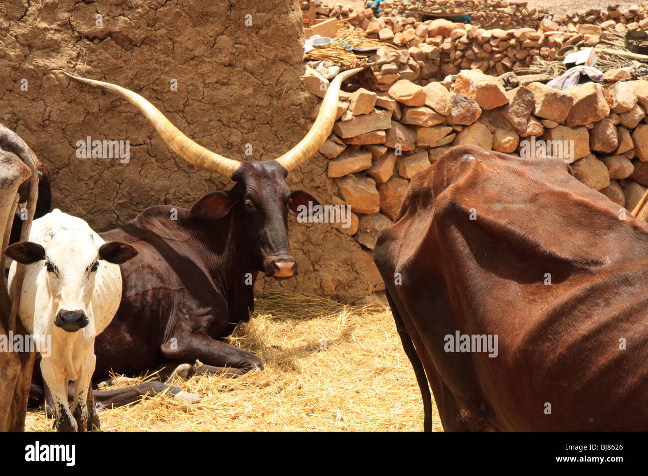 Africa Cattle Cows Farming Hombori Livestock Mali Stock Photo - Alamy