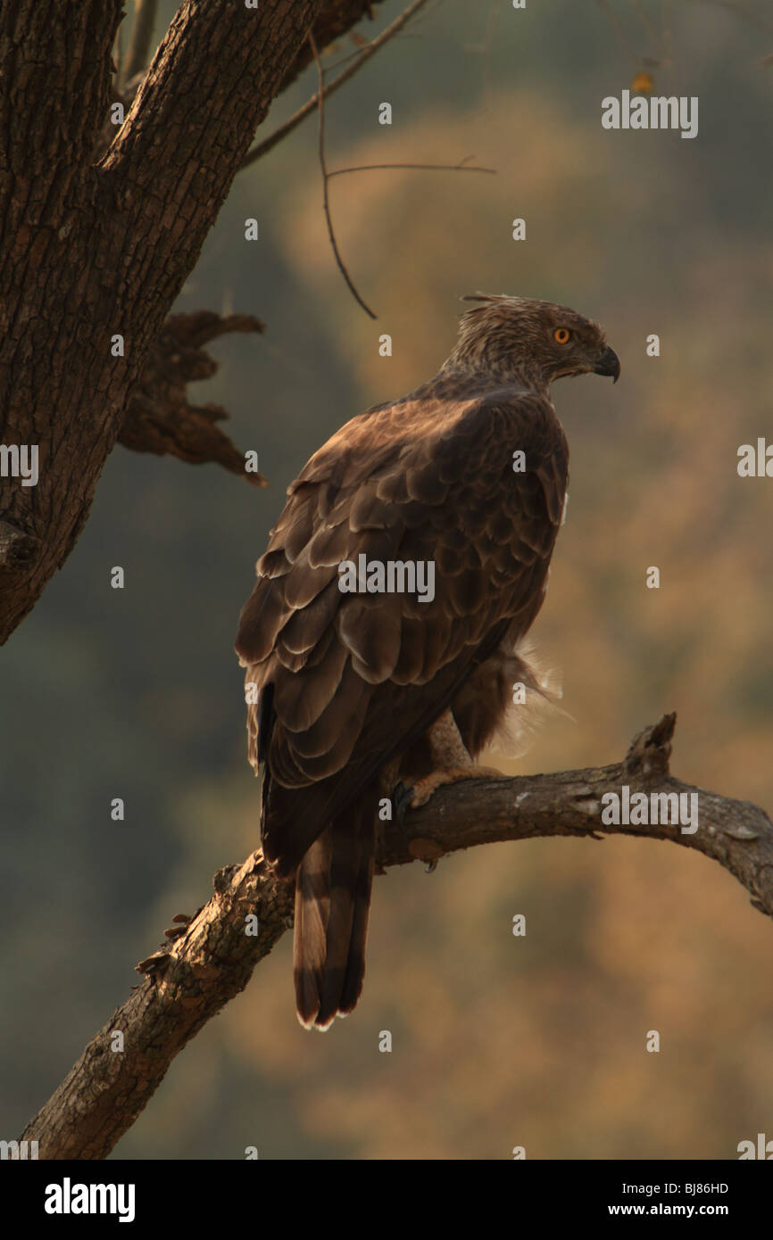 Crested Serpent Eagle Stock Photo - Alamy