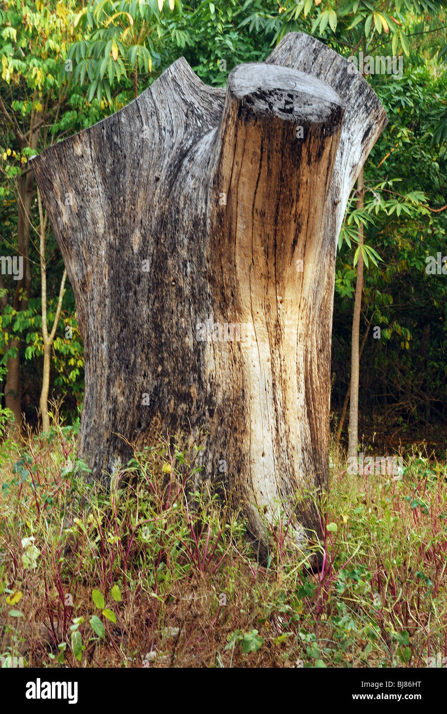 Big cut Tree Trunks Stock Photo - Alamy