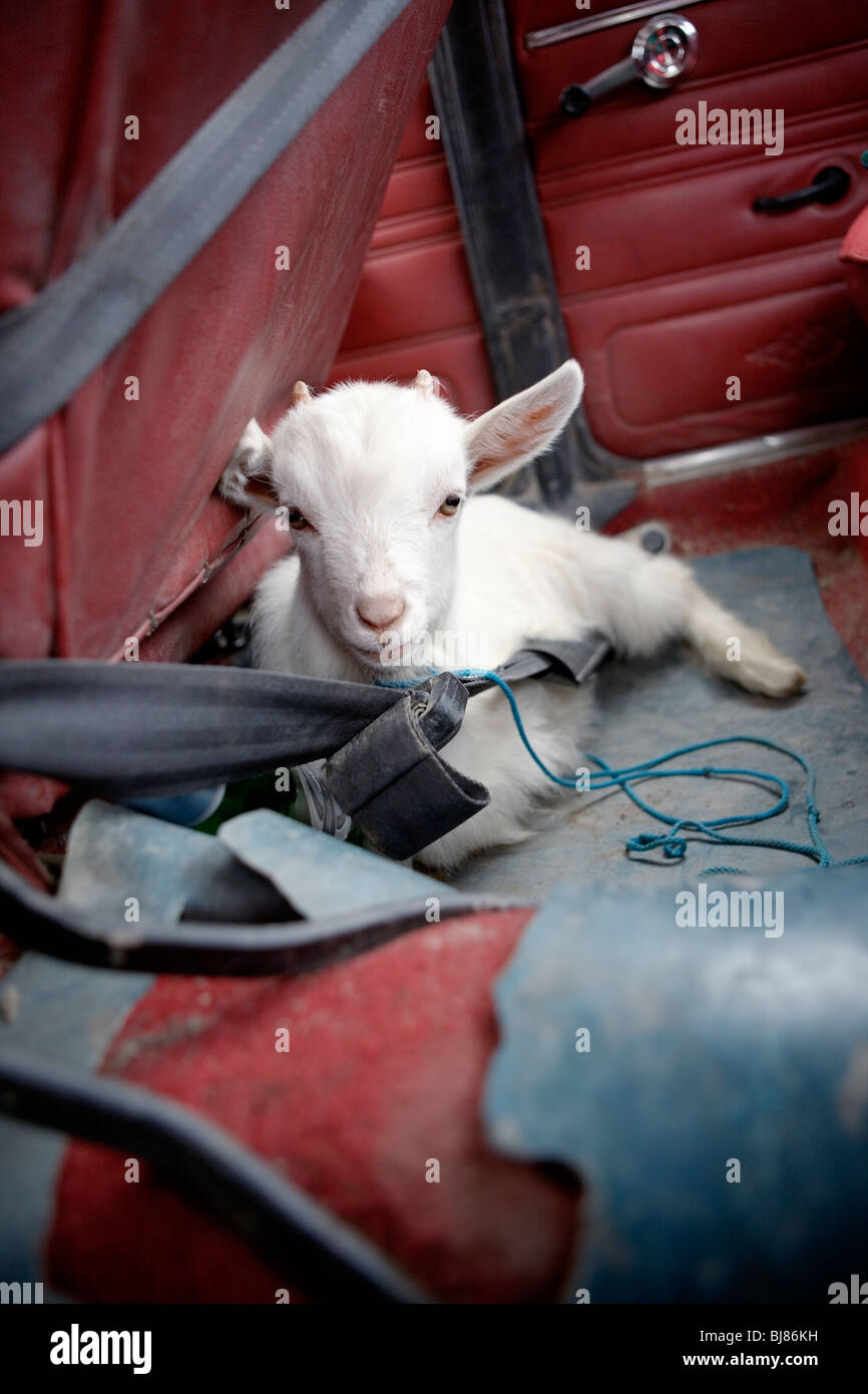 A small sheep travelling to his new home from Karakol animal market ...