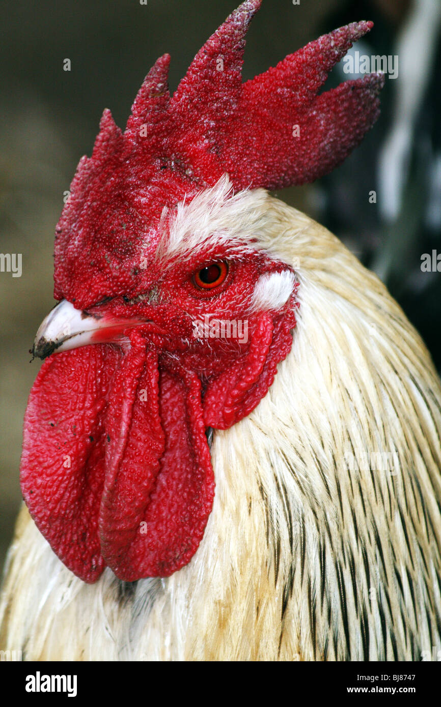 Light Sussex Breed Poultry Gallus gallus domesticus a domestic pedigree ...