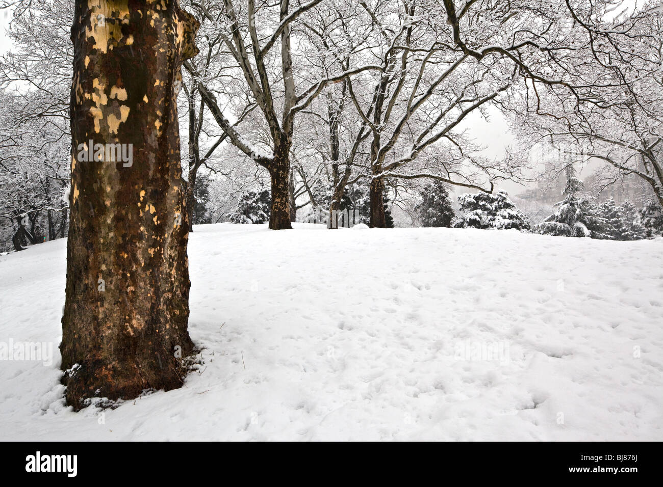 Central Park - New York City during snow storm Stock Photo - Alamy