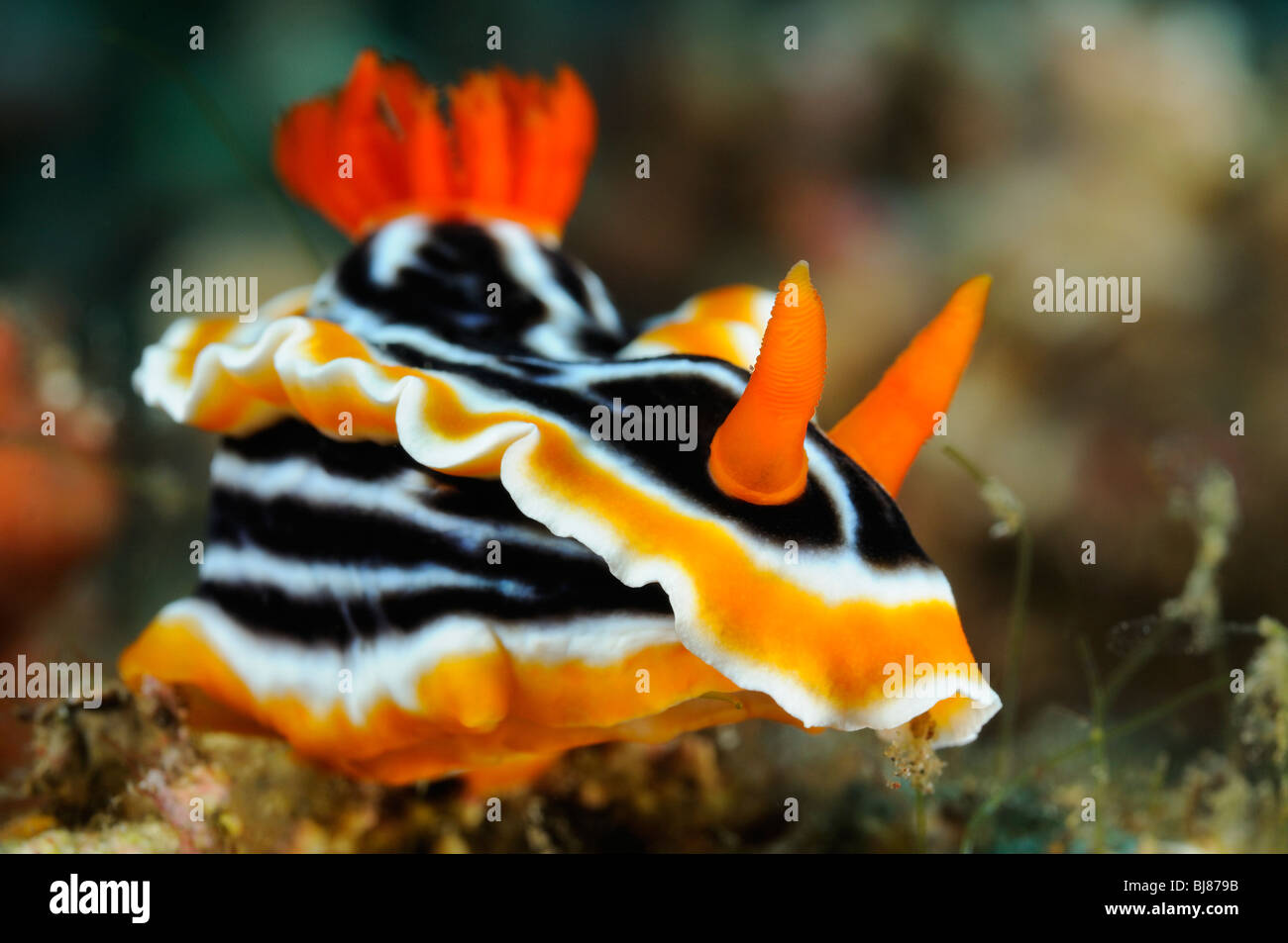 Chromodoris magnifica hi-res stock photography and images - Alamy