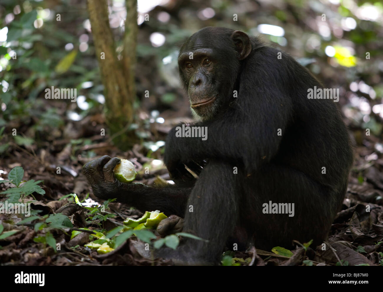 'Pele' male chimp with a stolen orange, treasure from his crop raiding ...