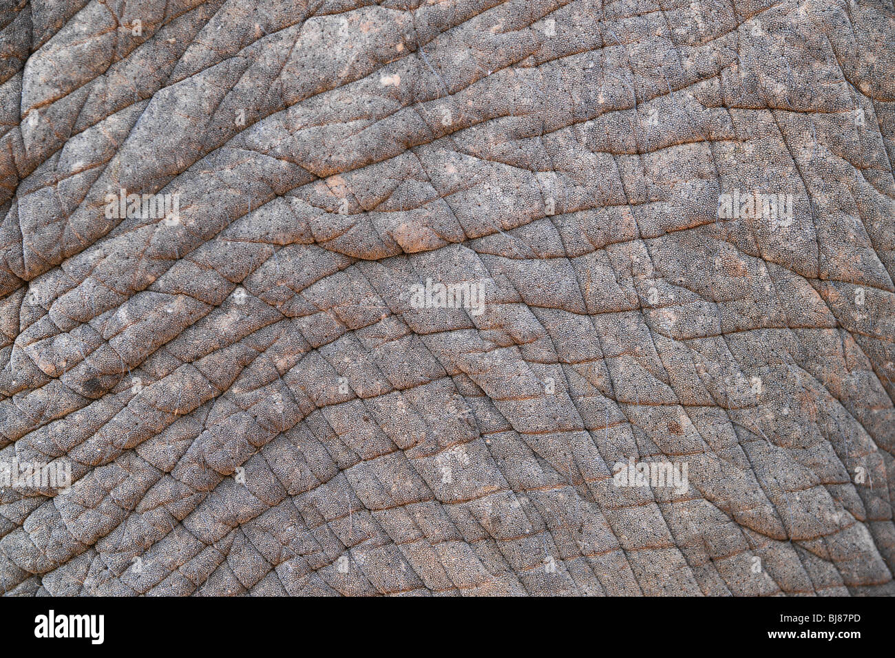 Elephant skin close up hi-res stock photography and images - Alamy